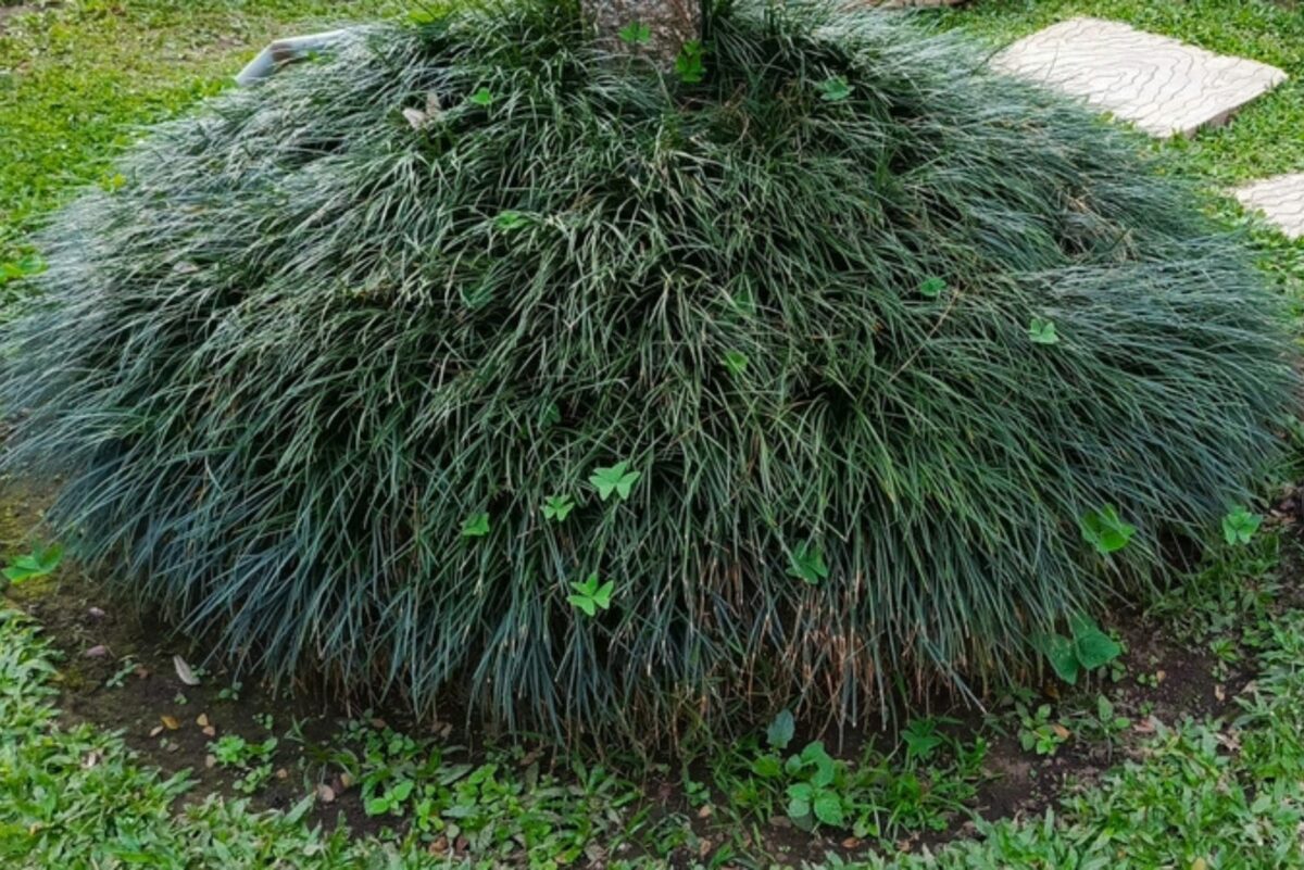 Cover Ugly Tree Roots With This Gorgeous Low-Maintenance Ground Cover