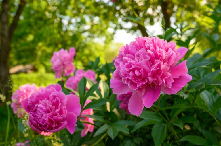 Plant These Peony Varieties In October For Blooms That Will Wow Your ...
