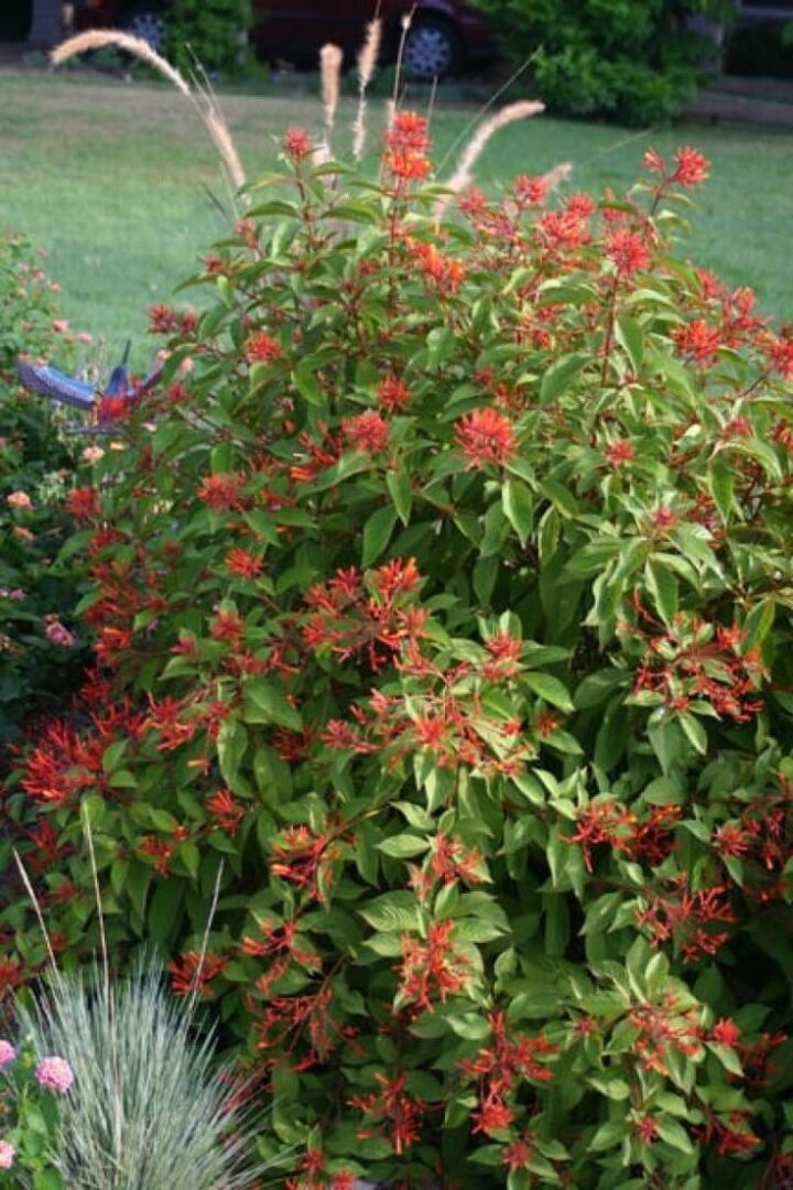 Simple Steps For Growing The Most Beautiful Shrub, Firebush, For A Year ...