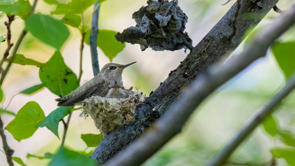 Help Your Hummingbirds Build Their Nests By Growing These 7 Plants