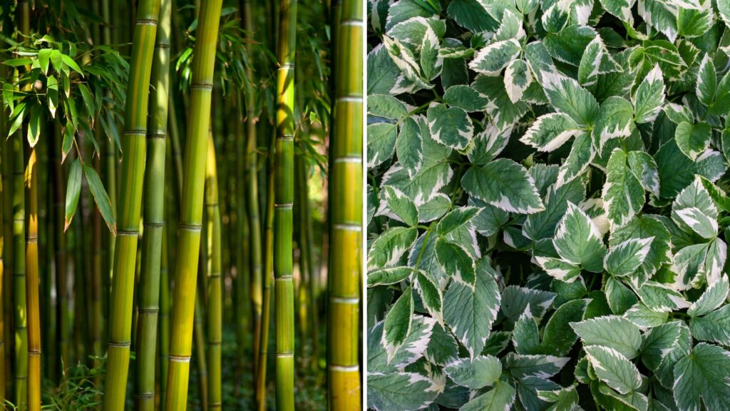 Here Are The 12 Aggressive Plants You'll Definitely Regret Planting In ...