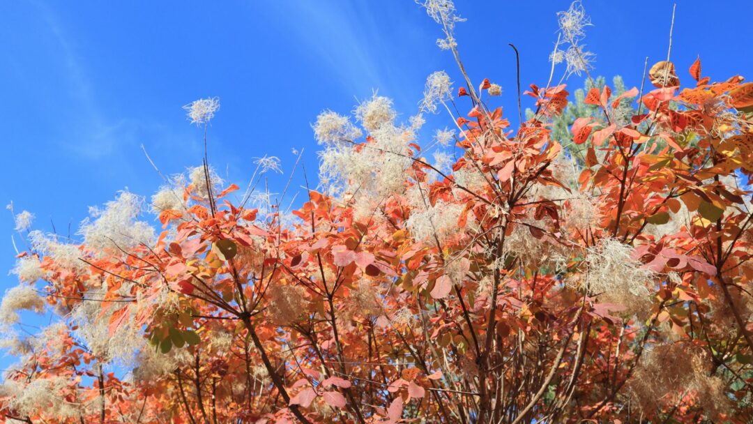 How to Shape The American Smoke Tree Into A Bush Perfect For Garden Privacy
