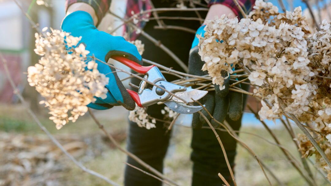 Is Pruning Hydrangeas In The Fall Really A Good Idea? (Here's What ...