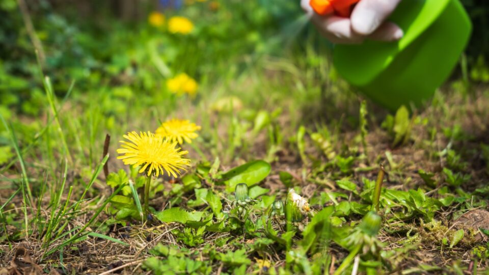 How To Make Weed Killer Using A Few Simple Ingredients