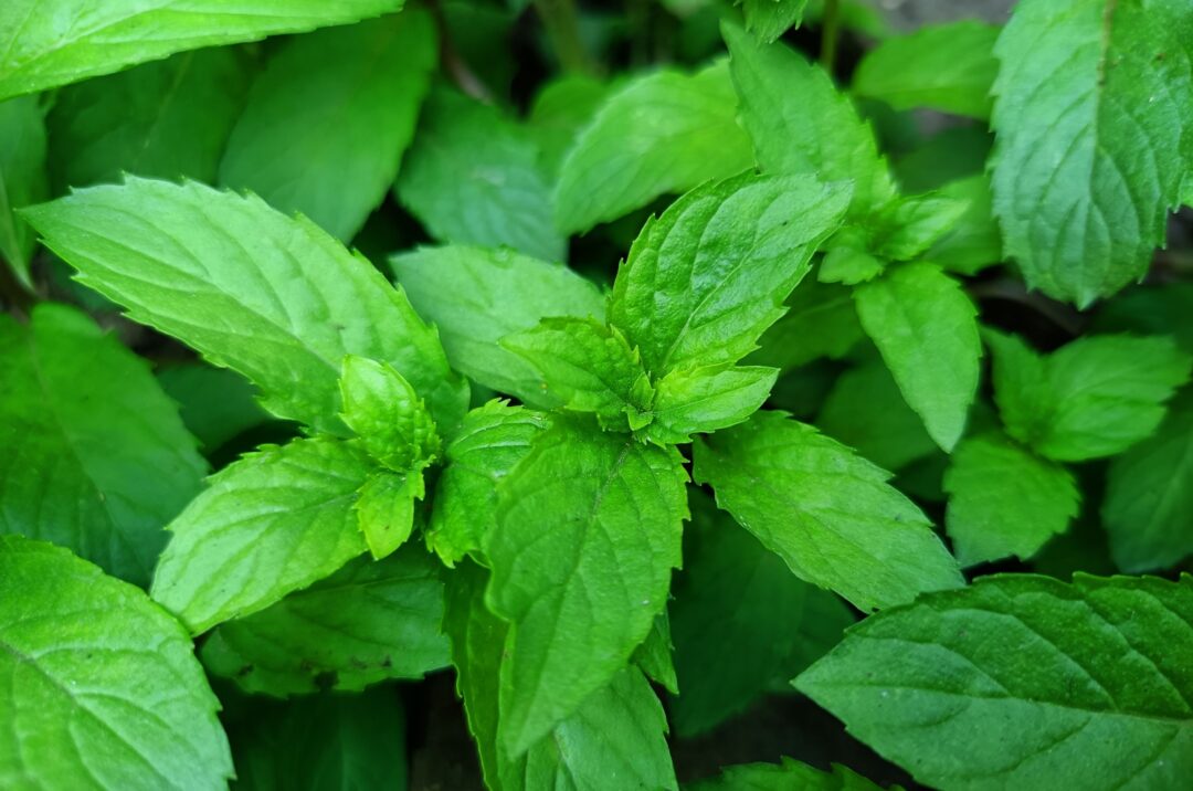 Here Are The 12 Aggressive Plants You'll Definitely Regret Planting In ...