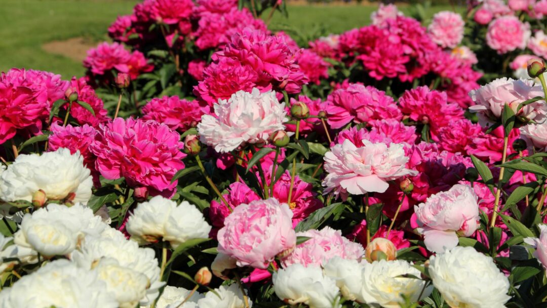 Plant These Peony Varieties In October For Blooms That Will Wow Your ...