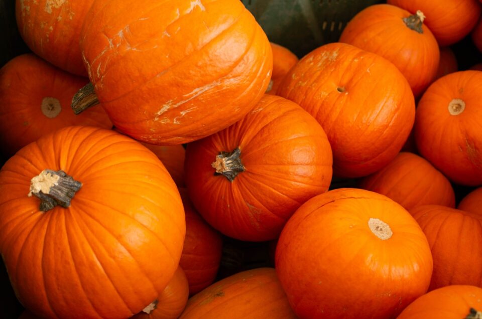 Make Your Pumpkins Last Longer And Taste Sweeter By Curing Them Properly