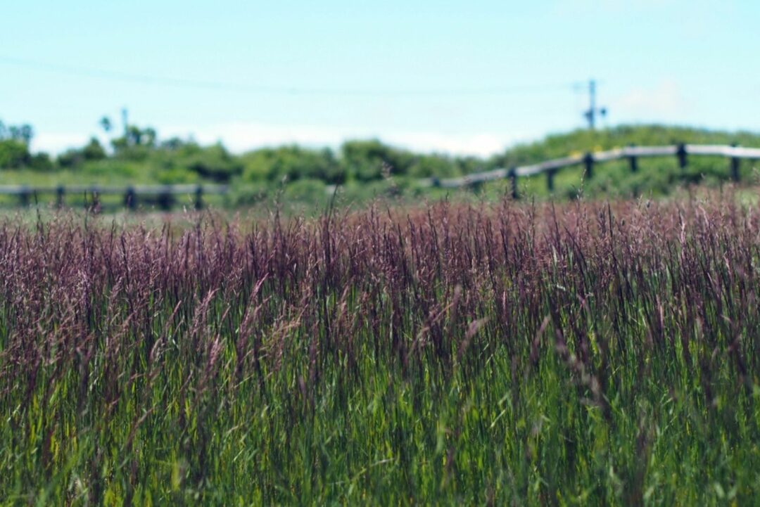 7 Ornamental Grasses To Add Winter Interest And Give Your Garden A ...