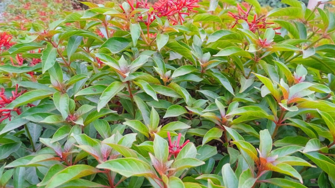 Simple Steps For Growing The Most Beautiful Shrub, Firebush, For A Year ...