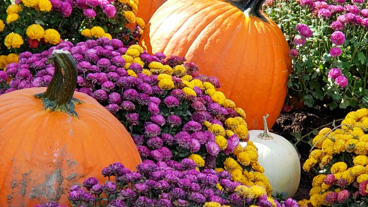 The Perfect Fall Flower Variety That Will Have Hummingbirds And ...