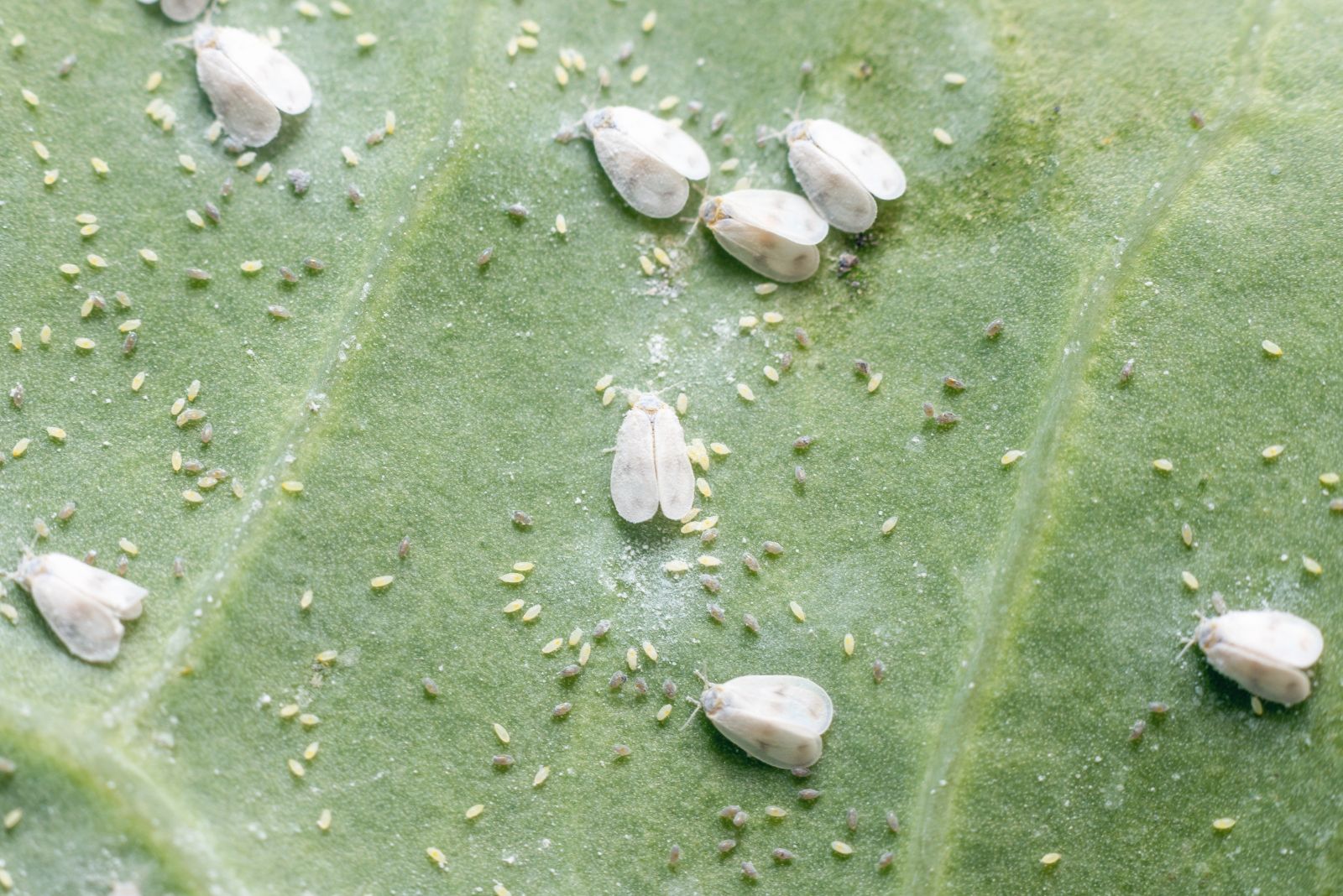 You Need To Protect Your Mums From These 5 Persistent Pests For A Show ...