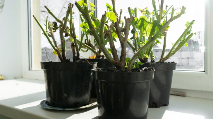 Your Lovely Geraniums Need Special Protection Over Winter For Amazing ...