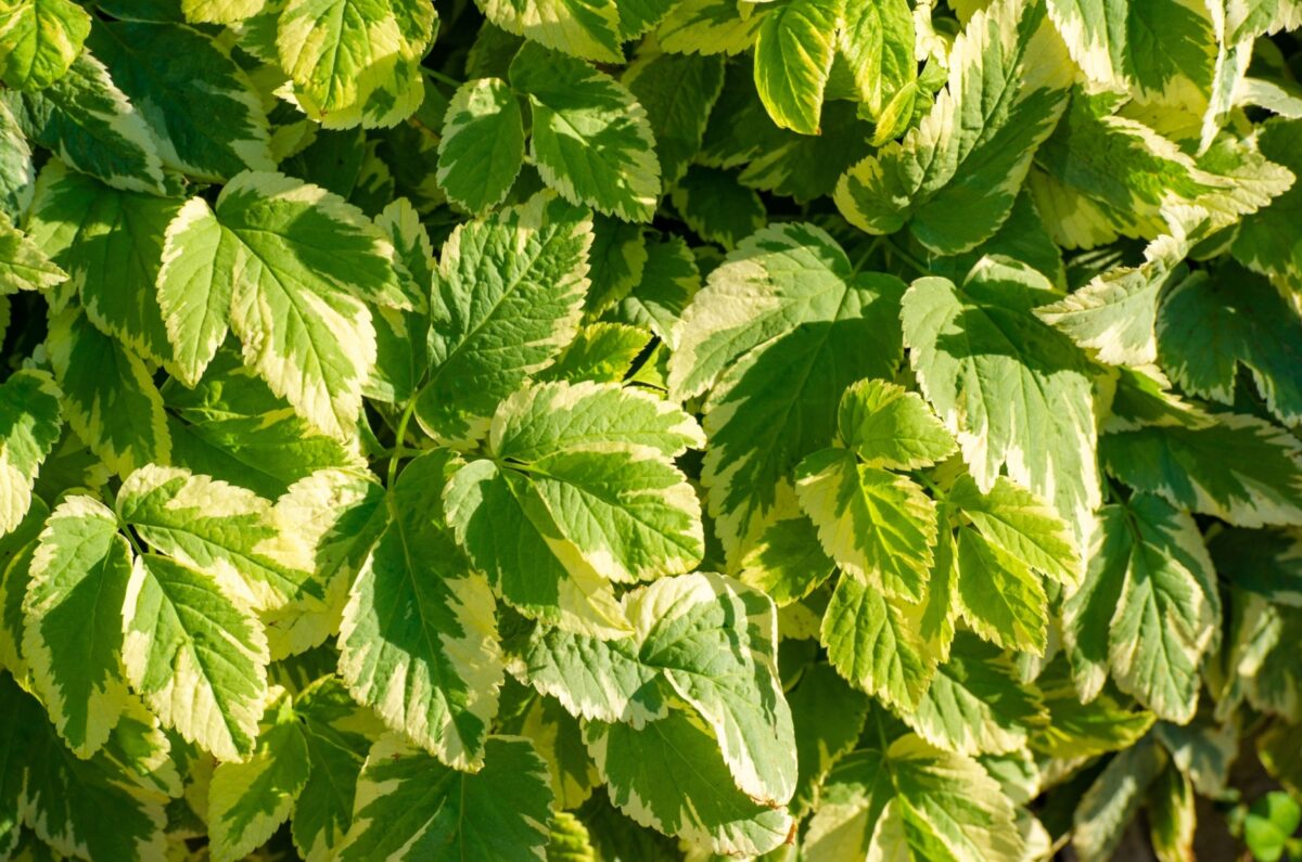 Here Are The 12 Aggressive Plants You'll Definitely Regret Planting In ...