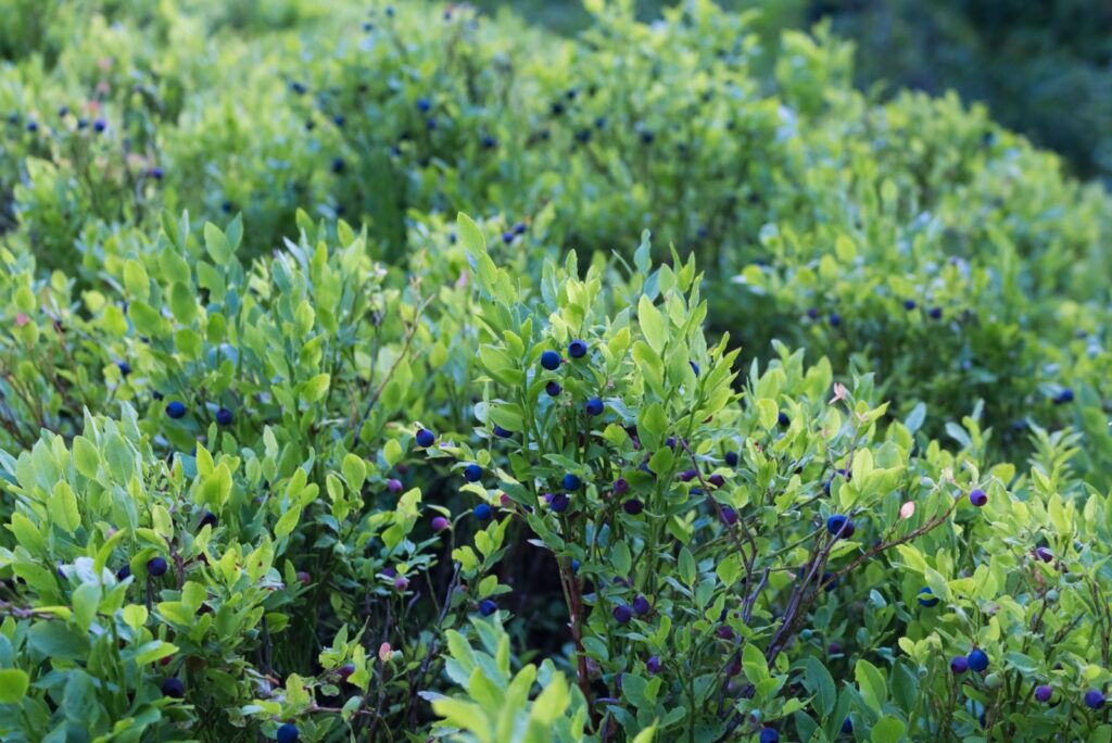 This Is Exactly When And How You Should Prune Your Blueberry Bushes For ...