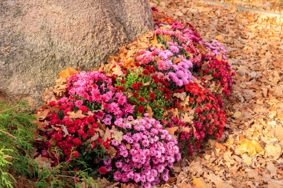 If Your Mums Are Struggling To Bloom, These 7 Mistakes Could Be Holding ...