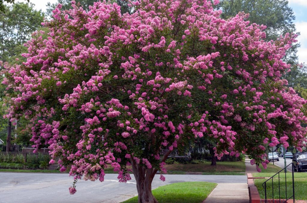 Winter Proof Your Crepe Myrtle With These Essential Tips And Keep It ...