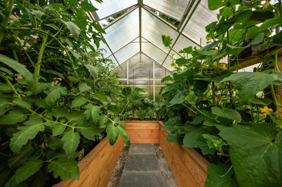 10 Vegetables To Grow In Your Greenhouse This Fall