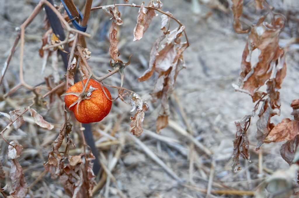 Should You Remove Dead Plants From Your Garden, Or Is Leaving The ...
