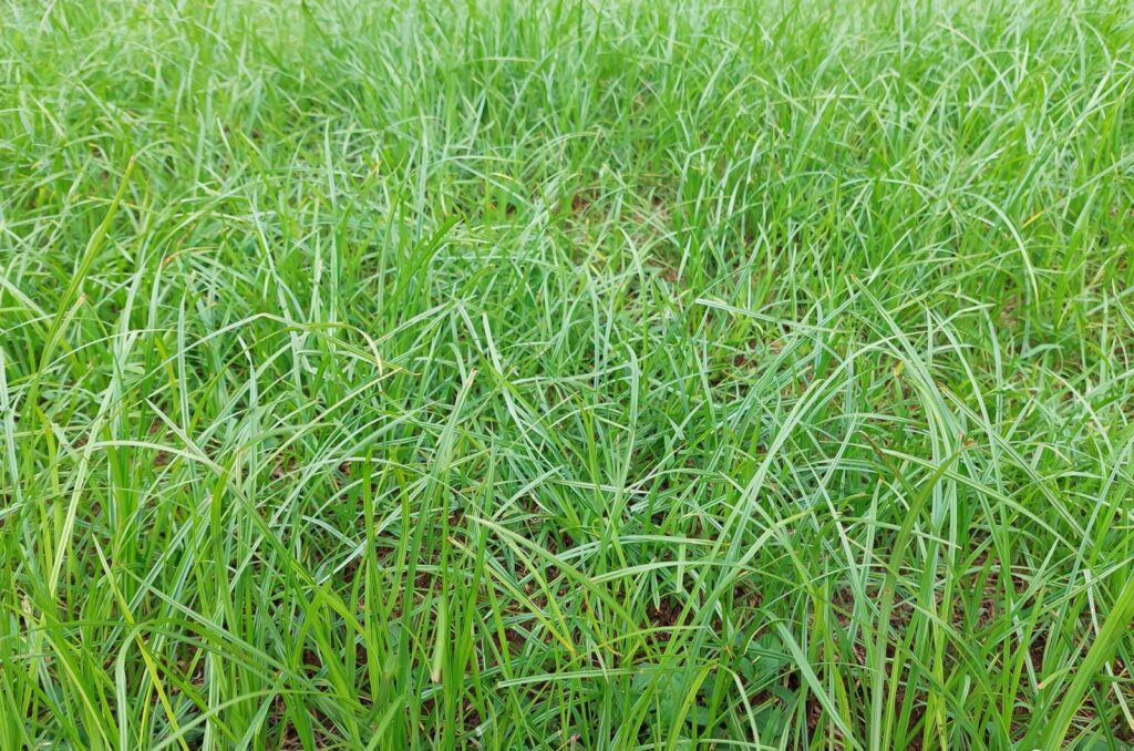 Completely Eradicate Nutsedge Weed From Your Lawn By Using This Simple ...