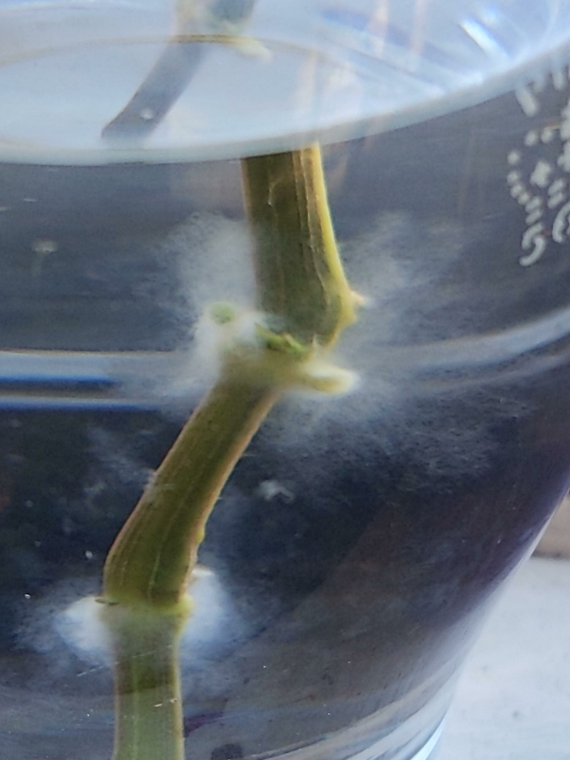 Avoid These 7 Common Water Propagation Mistakes To Save Your Cuttings