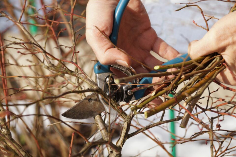 This Is Exactly When And How You Should Prune Your Blueberry Bushes For ...