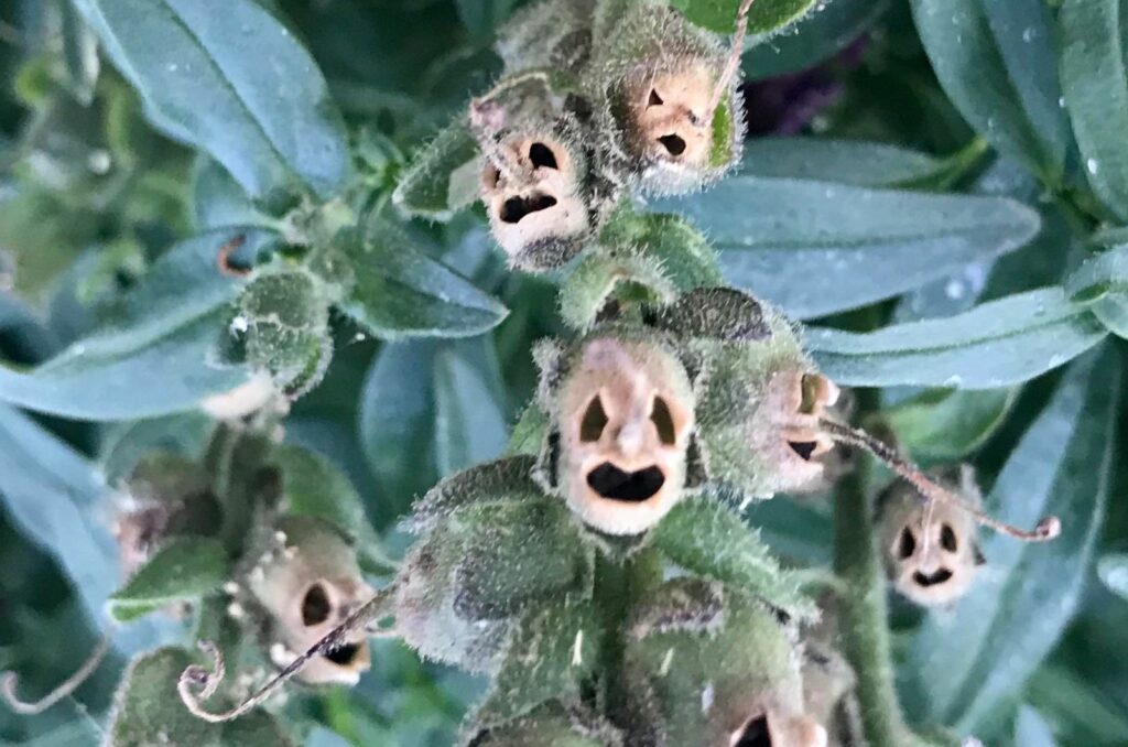 When And How To Gather Snapdragon Seeds For Endless Color In Your Garden