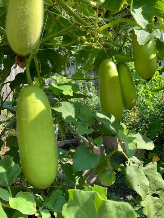 These Simple Steps Are A Must For Growing Winter Melons To Harvest ...