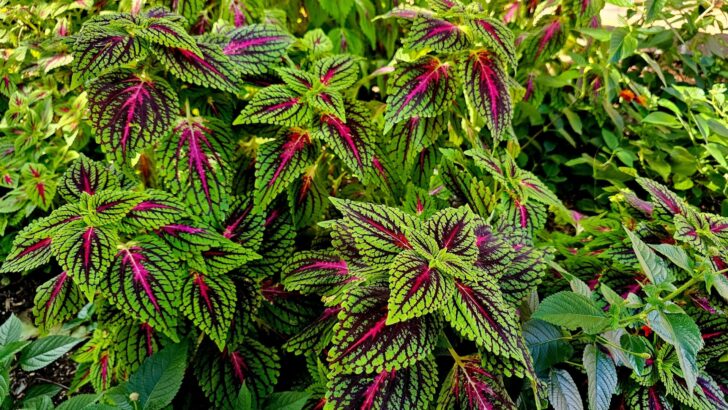 10 Colorful Plants You Can Grow In Your Garden That Aren’t Flowers