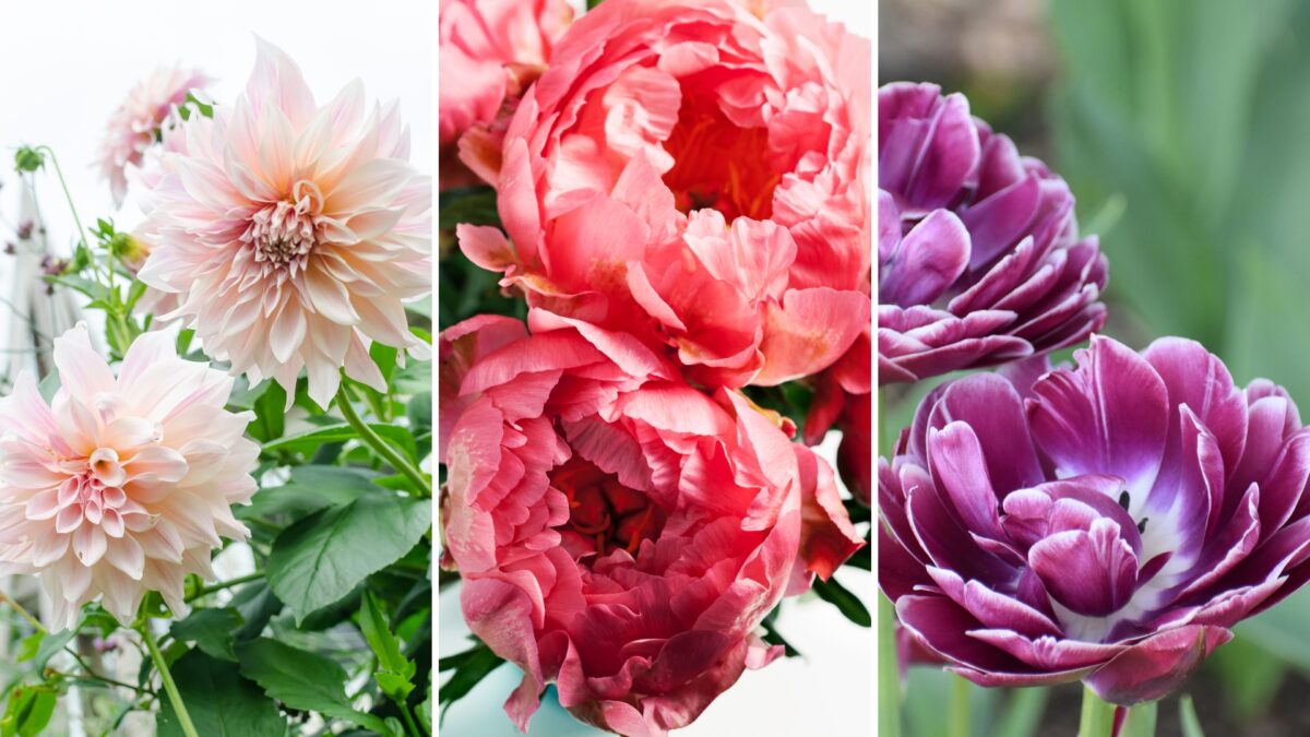 13 Stunning Plants That Look Like Roses But Are Way Easier To Handle