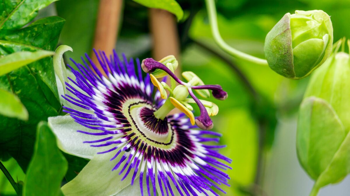 5 Adorable Native Vining Plants You Can Grow To Attract Beneficial ...