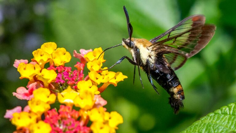 5 Fascinating Hummingbird Moths That Might Visit Your Garden