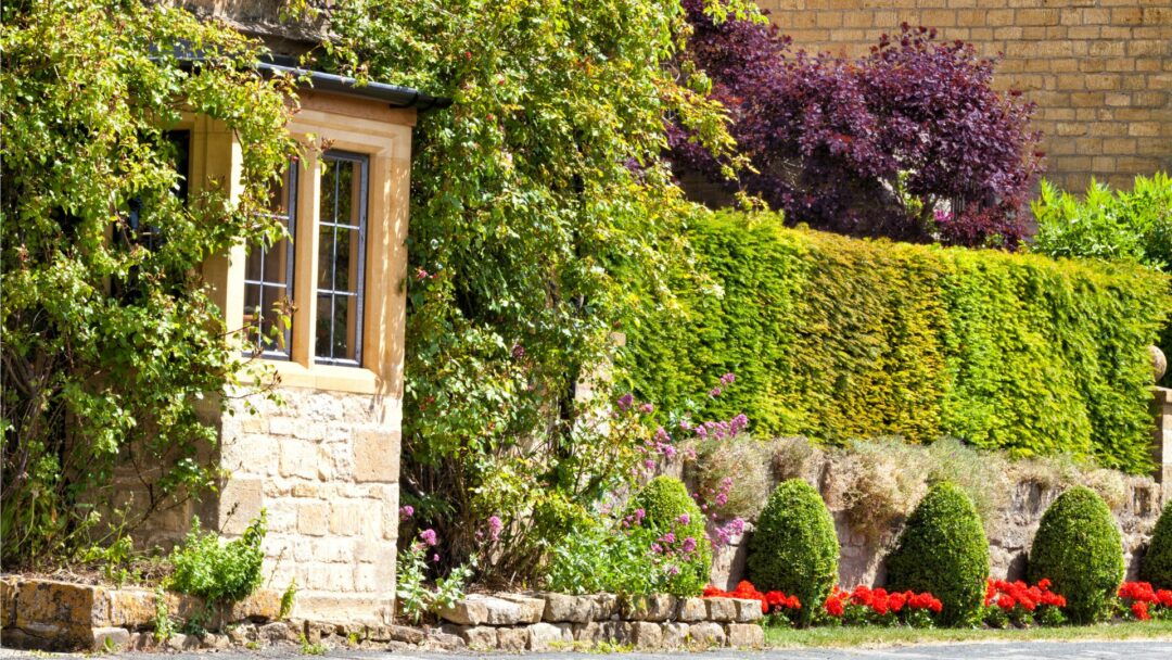 6 Gorgeous Evergreen Hedge Plants To Add More Privacy And Style To Your ...