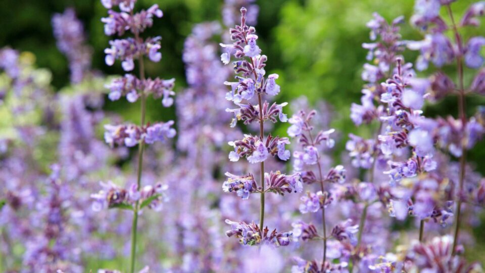 6 Reasons Why To Grow This Powerful Herb For A Beautiful, Weed-Free Garden