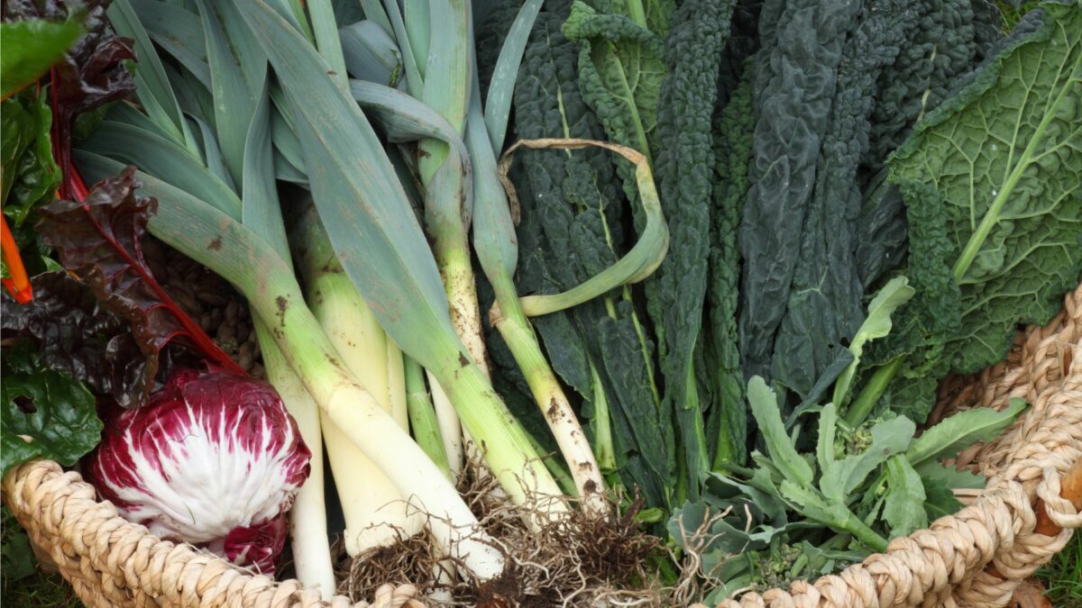 7 Tough Winter Plants You Need In Your Garden This Season