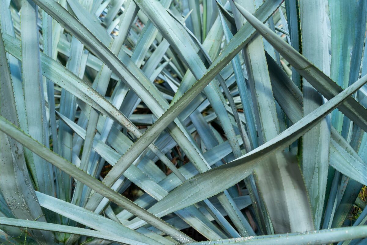 12 Indestructible Landscaping Plants That Thrive With Minimal Effort
