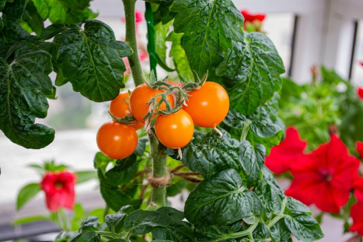 10 Plants You Should Plant Next To Your Petunias For A Show-Stopping ...