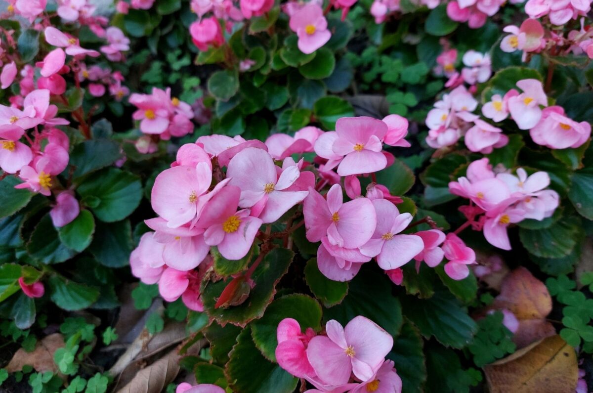 13 Stunning Plants That Look Like Roses But Are Way Easier To Handle