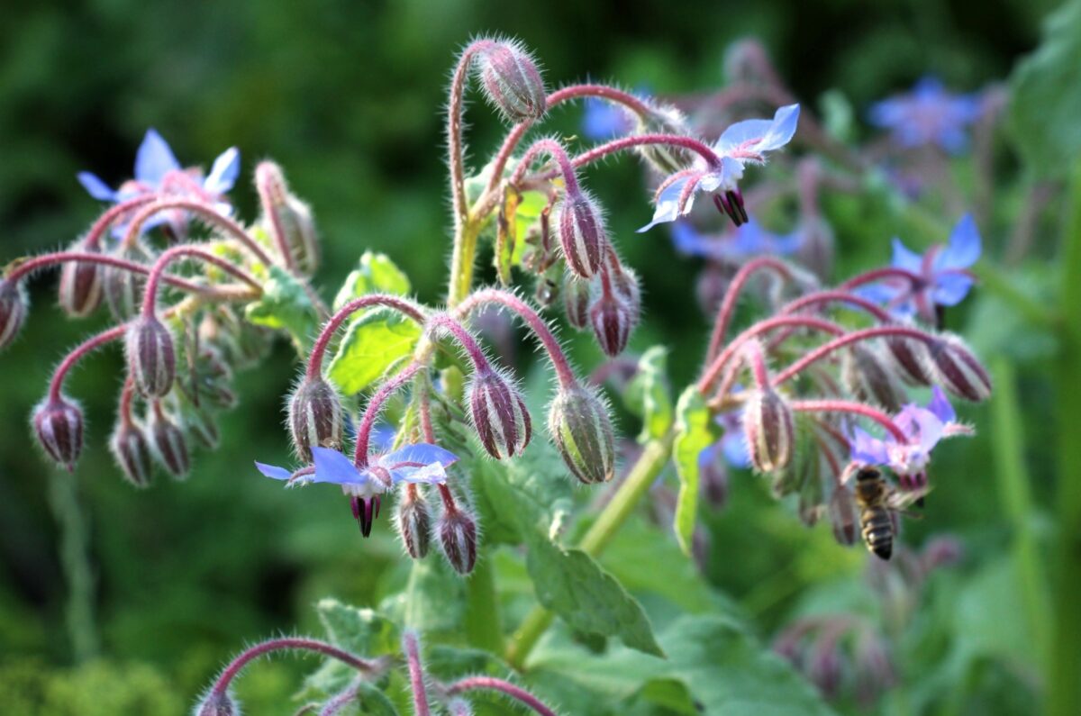 8 Essential Plants To Naturally Enrich Your Garden Soil