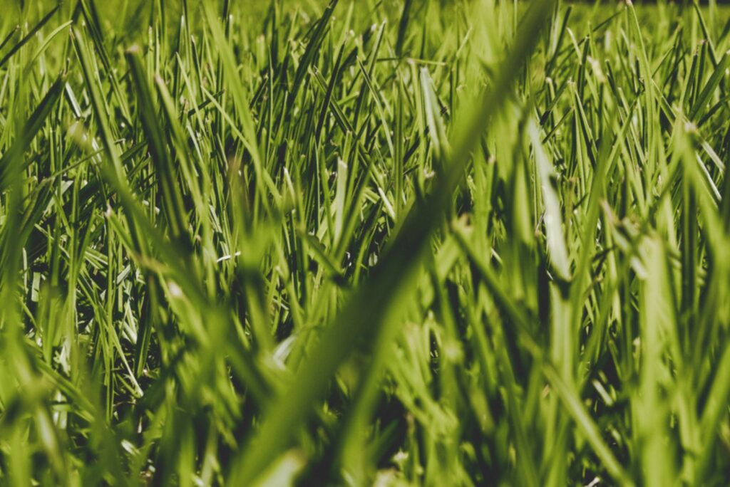 This Is Precisely When You Should Sow Grass Seed In Your Climate (7 Key ...