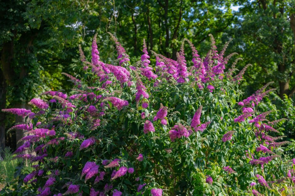 11 Gorgeous Pink Flowering Shrubs That’ll Turn Every Yard Into A ...