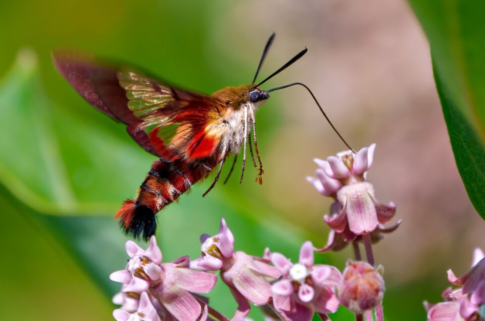 5 Fascinating Hummingbird Moths That Might Visit Your Garden