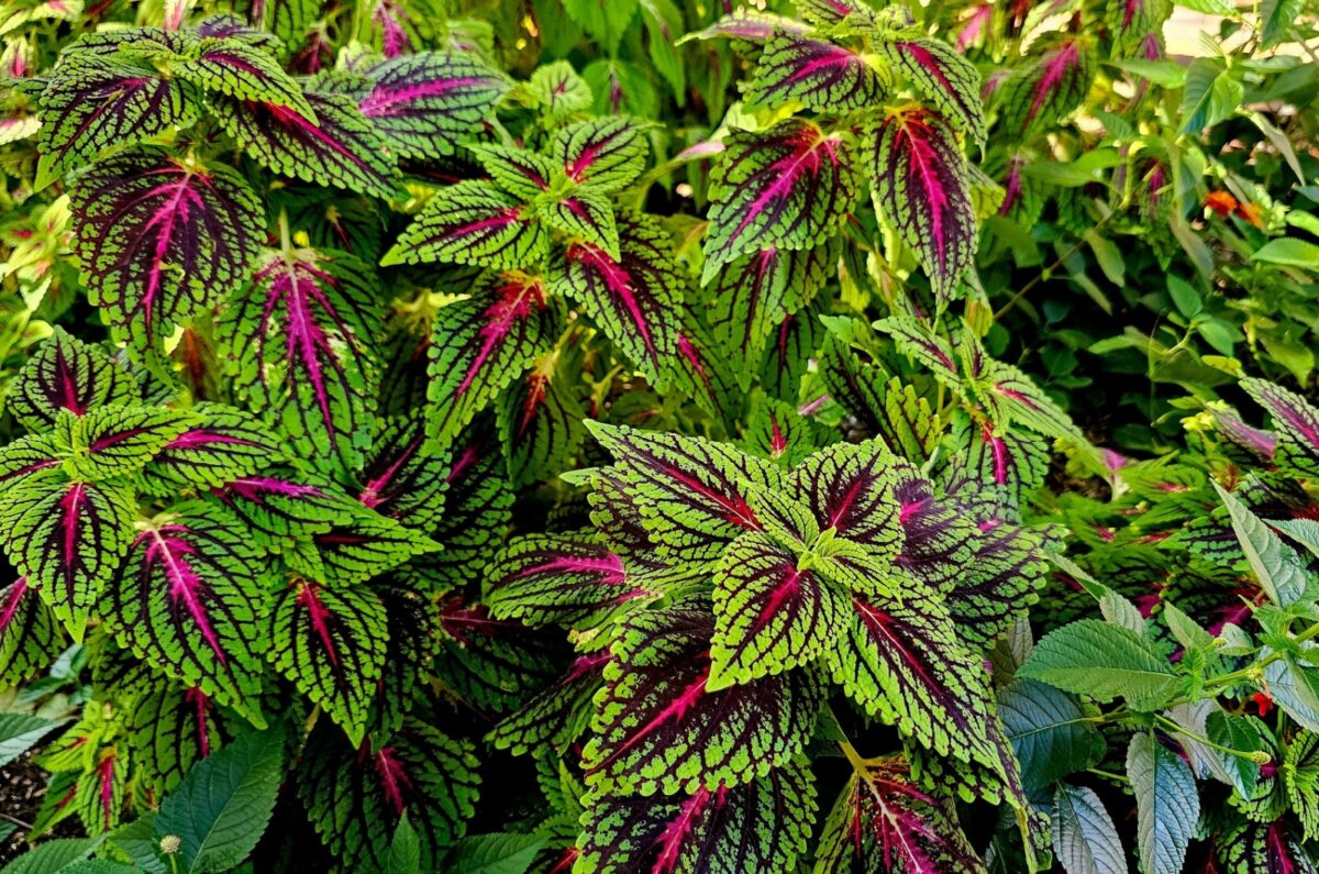 14 Colorful Plants You Can Grow In Your Garden That Aren’t Flowers