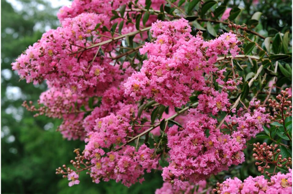 14 Stunning Fast-Growing Flowering Trees Perfect For Any Garden