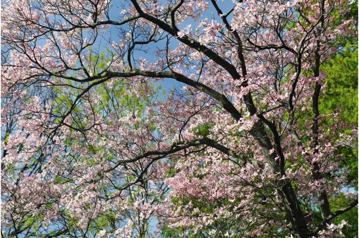 14 Stunning Fast-Growing Flowering Trees Perfect For Any Garden