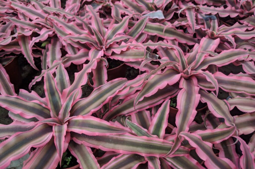 14 Colorful Plants You Can Grow In Your Garden That Aren’t Flowers
