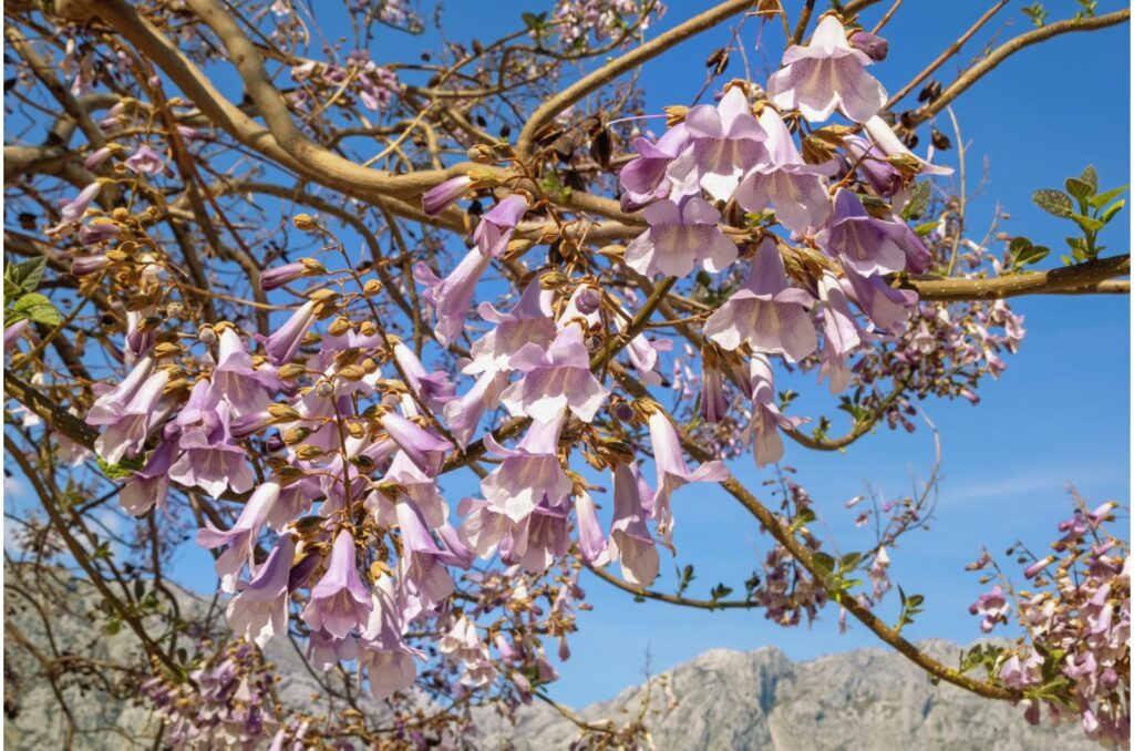 14 Stunning Fast-Growing Flowering Trees Perfect For Any Garden