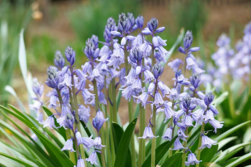 20 Incredible Blue Perennials That Will Make Your Garden Stand Out