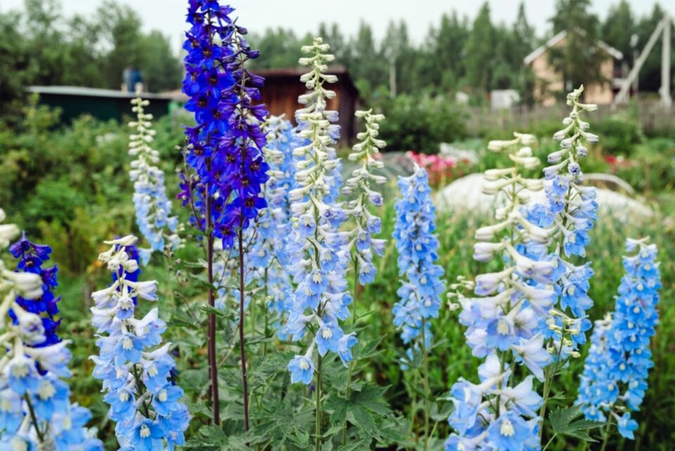 20 Incredible Blue Perennials That Will Make Your Garden Stand Out
