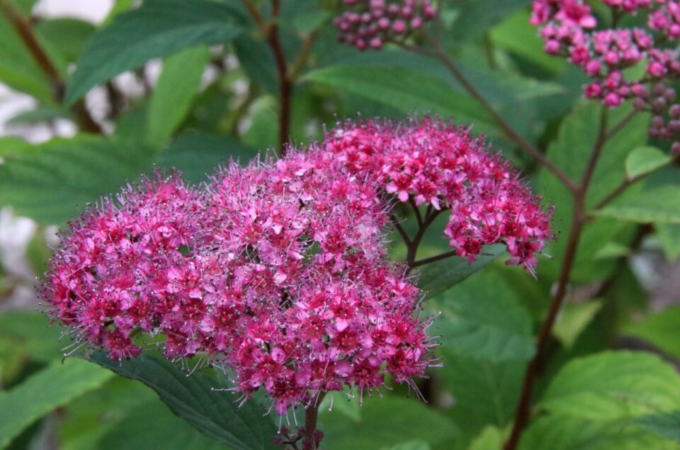 11 Gorgeous Pink Flowering Shrubs That’ll Turn Every Yard Into A ...
