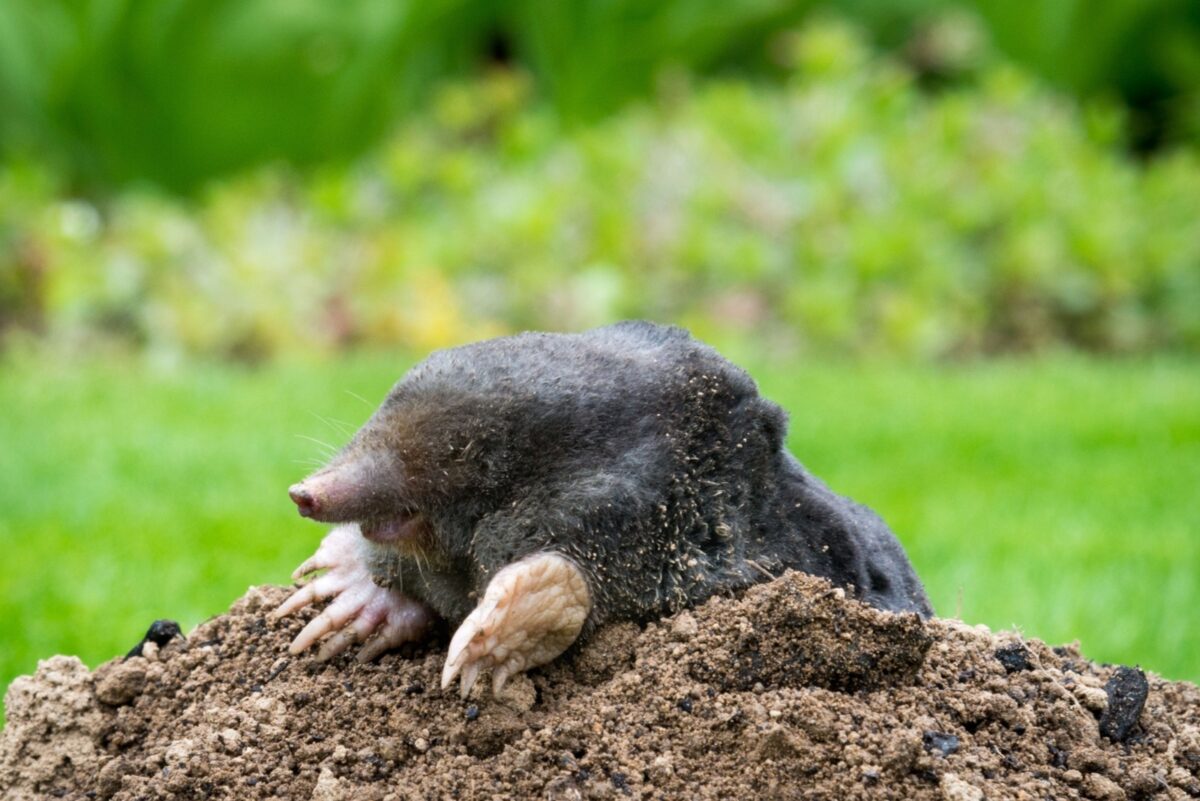 17 Reasons For Holes In Your Yard Without Mounds (And Best Ways To Fix ...